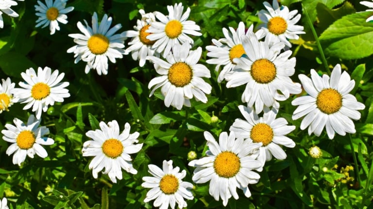 How to Plant, Grow, and Care for Shasta Daisies