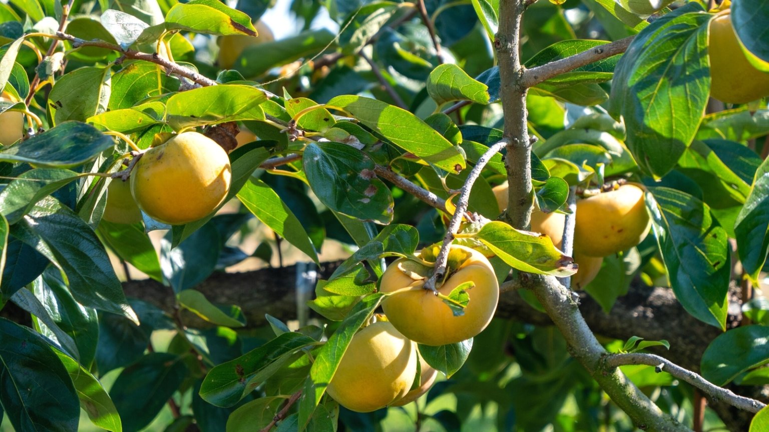 How to Plant, Grow, and Care For 'Fuyu' Persimmon