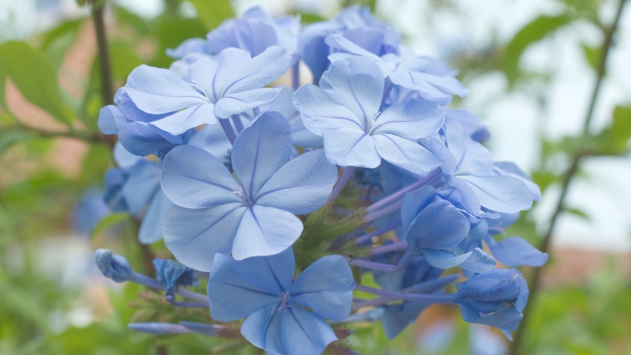 21 Native Wildflowers For Florida Gardens