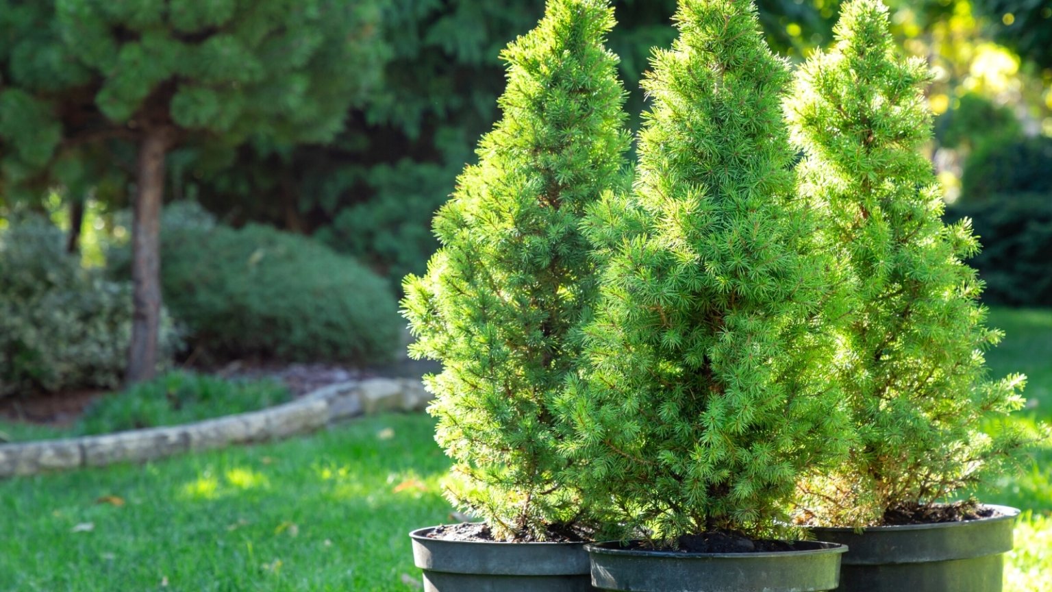 29 Plants Perfect for Making Topiary