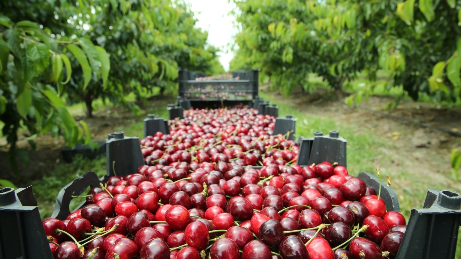 How to Plant, Grow, and Care for ‘Black Tartarian’ Cherry Trees