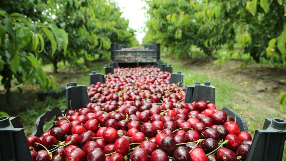 How to Plant, Grow, and Care for ‘Black Tartarian’ Cherry Trees