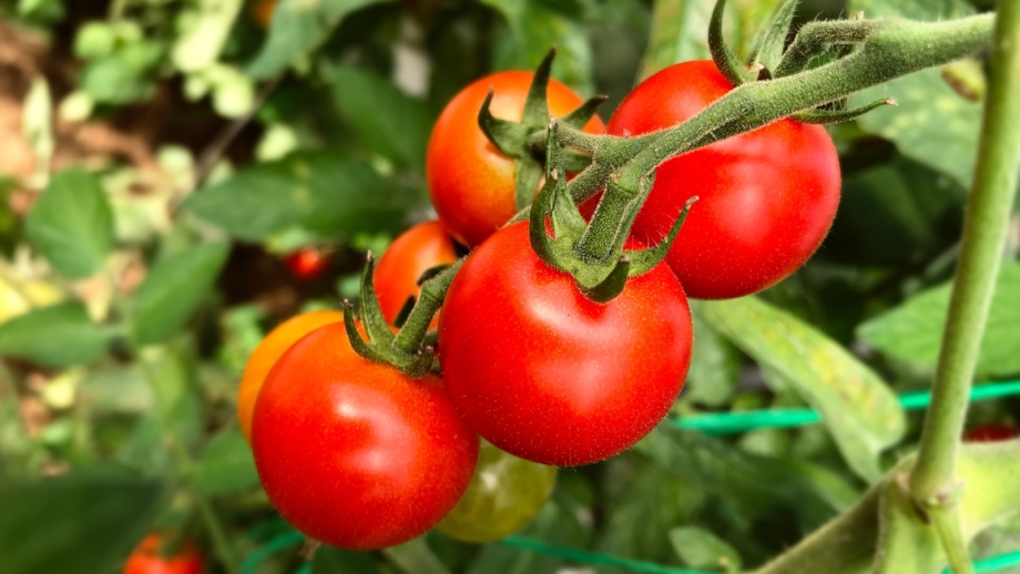 21 Best Heirloom Tomato Varieties For Your Garden