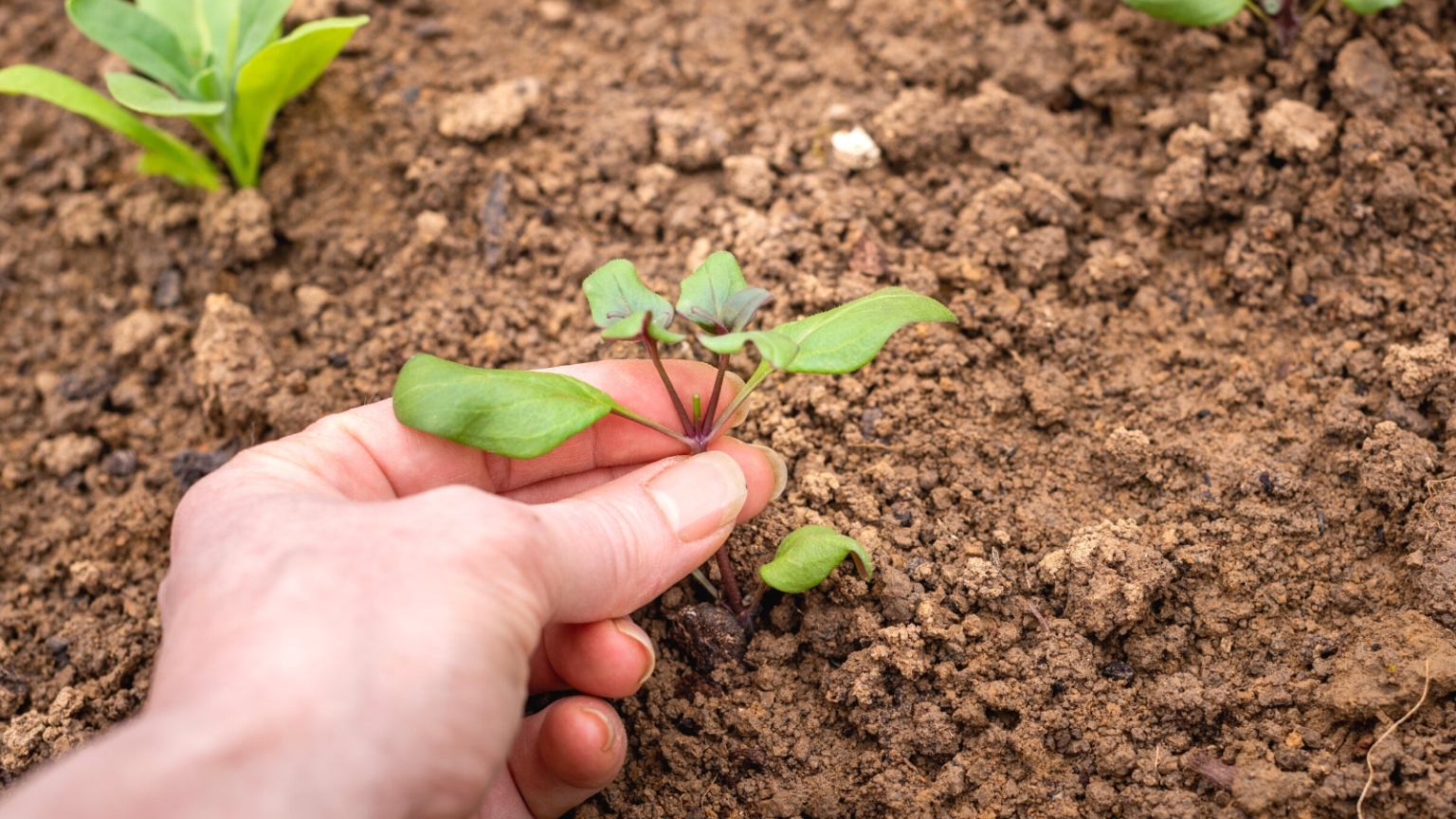 How to Pinch your Plants for Stronger Stems and More Flowers