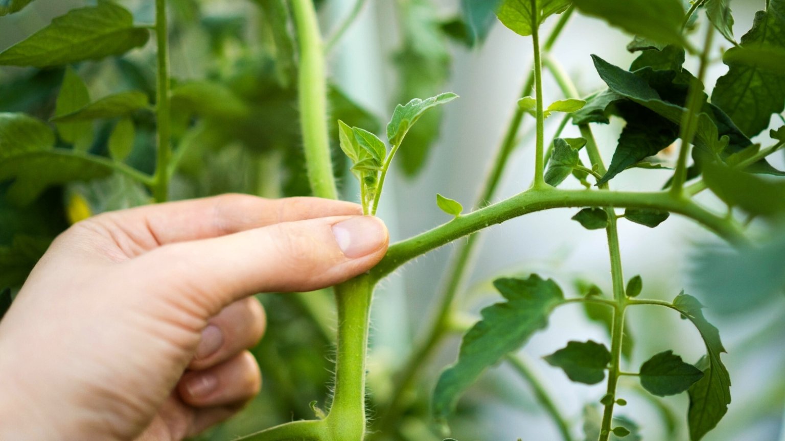 How to Pinch your Plants for Stronger Stems and More Flowers