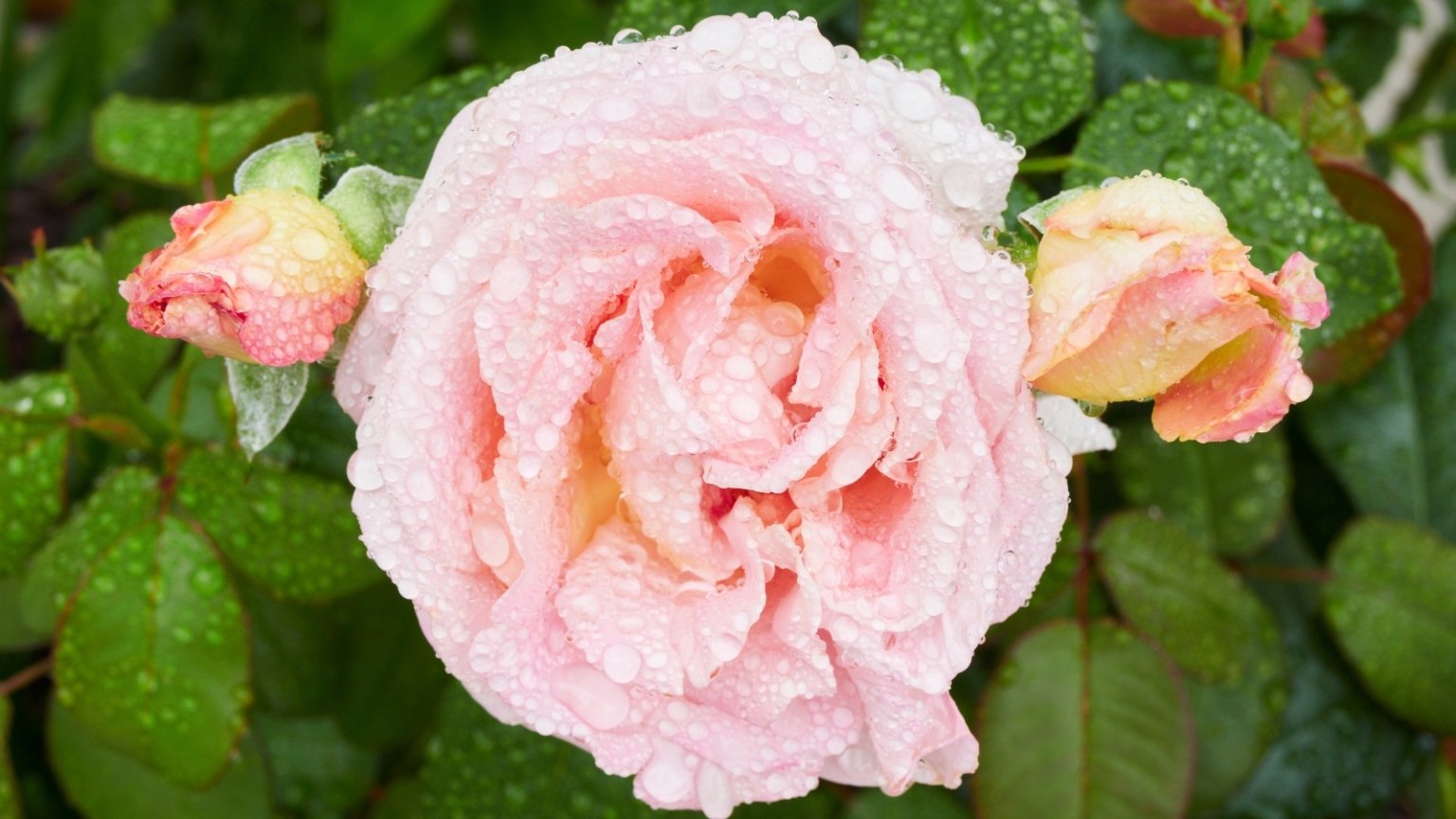 How to Plant, Grow, and Care for Grandiflora Roses