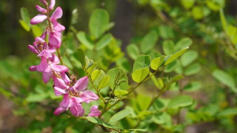 How to Plant, Grow, and Care for Indigo: The Plant World's Natural Blue Dye