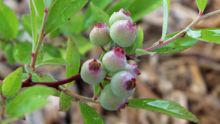 Blueberries Organic Fresh Blueberry Plants Live For Planting, Legacy ...