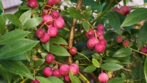 How to Plant, Grow, and Care for 'Pink Lemonade' Blueberries