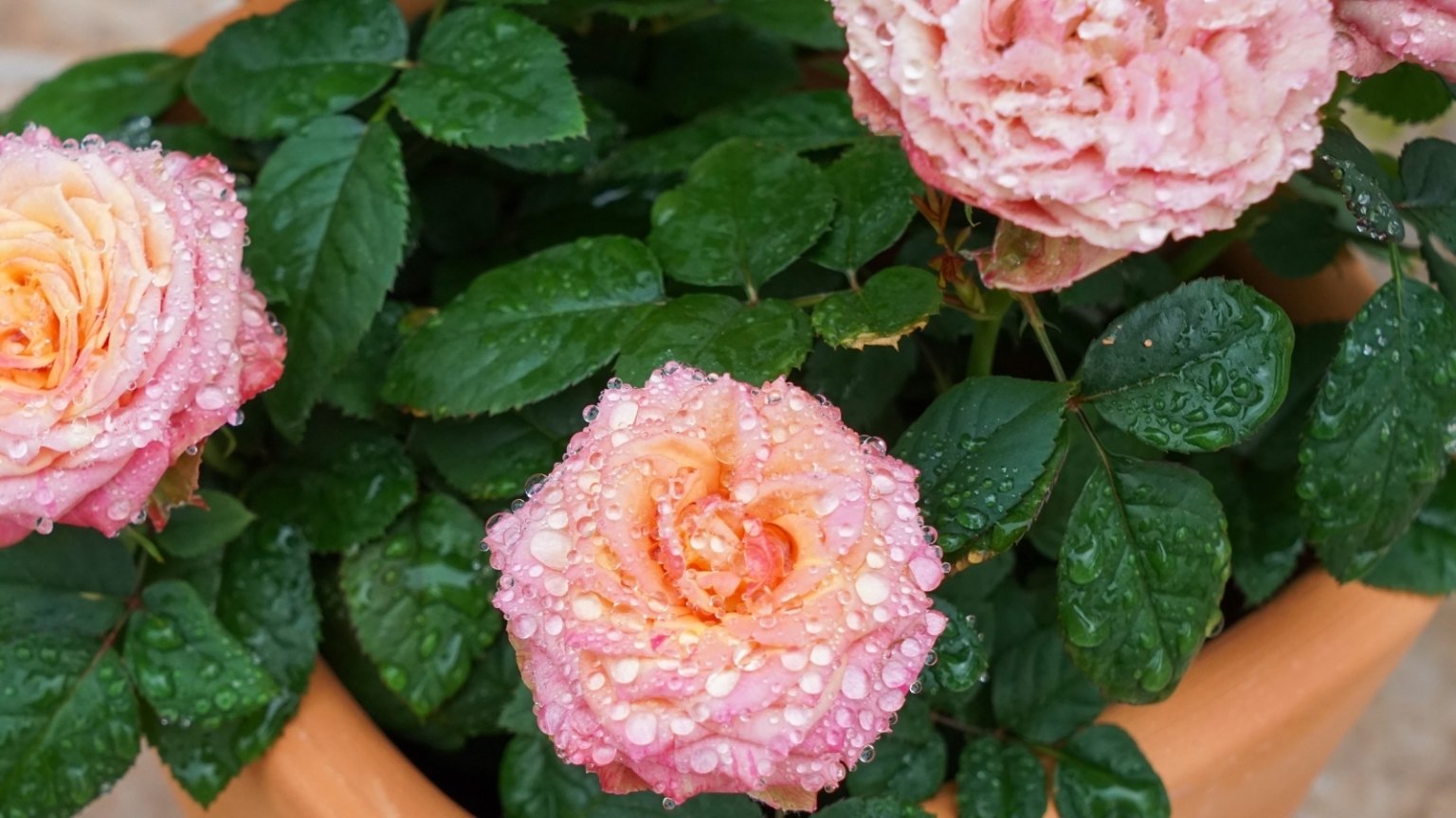 How to Plant, Grow, and Care for Grandiflora Roses