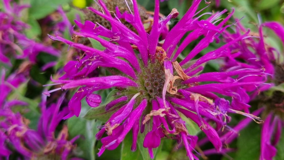 17 Best Bee Balm Varieties for the Home Garden