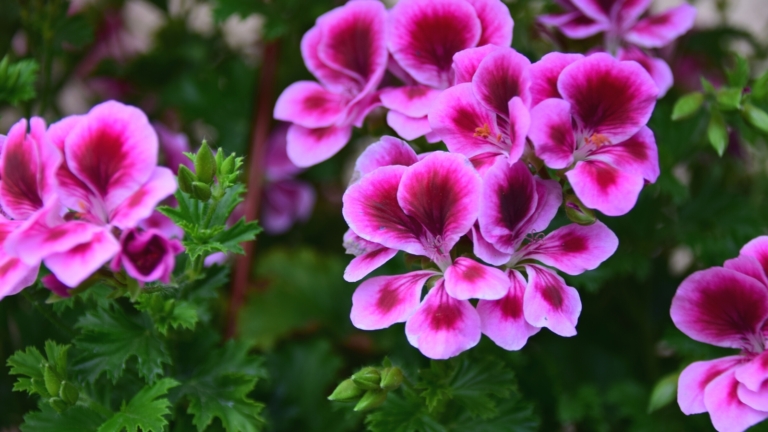 How to Plant, Grow, and Care for Scented-Leaved Geraniums