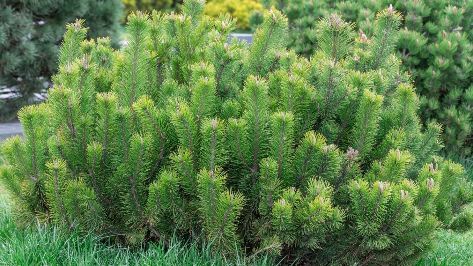 19 Plants to Feature in Contemporary Home Gardens