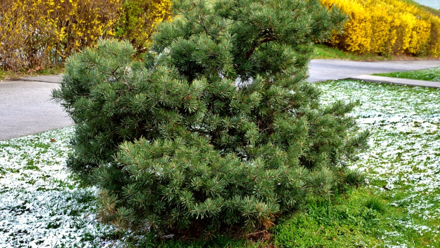 29 Plants Perfect for Making Topiary