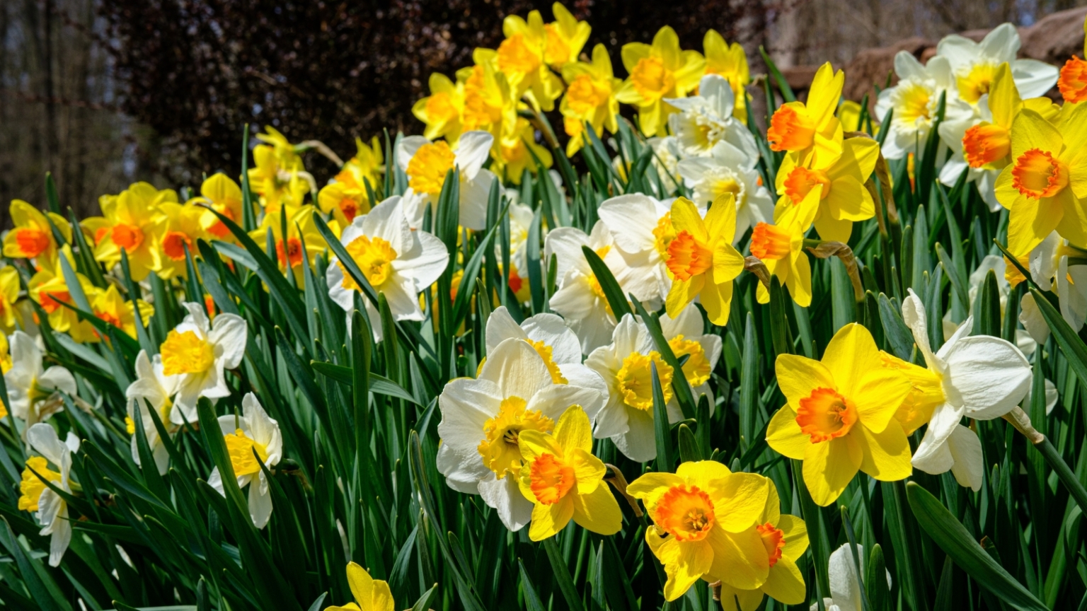 15 Beautiful Plants for Mass Planting