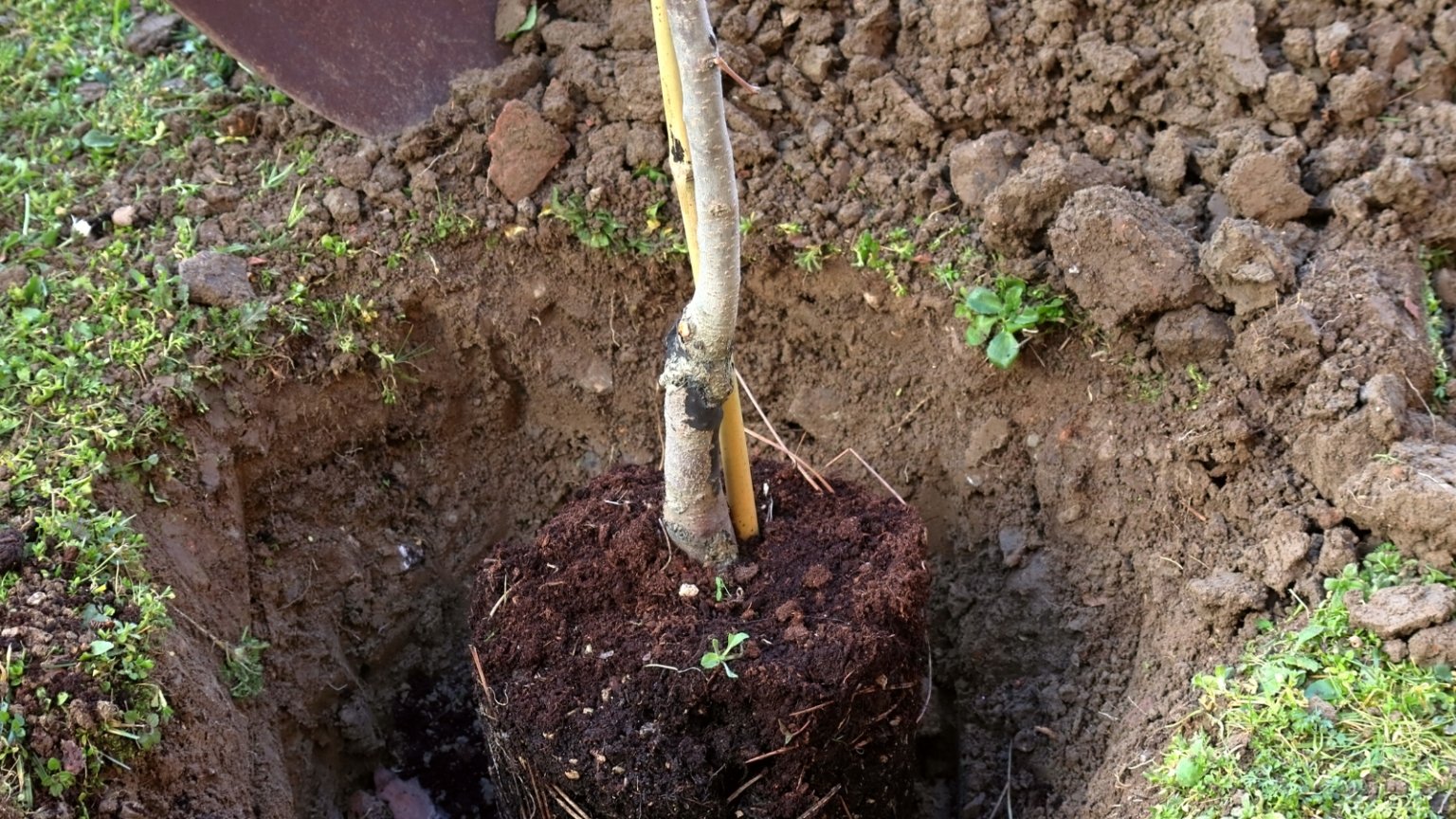 How to Plant, Grow, and Care For 'Fuyu' Persimmon