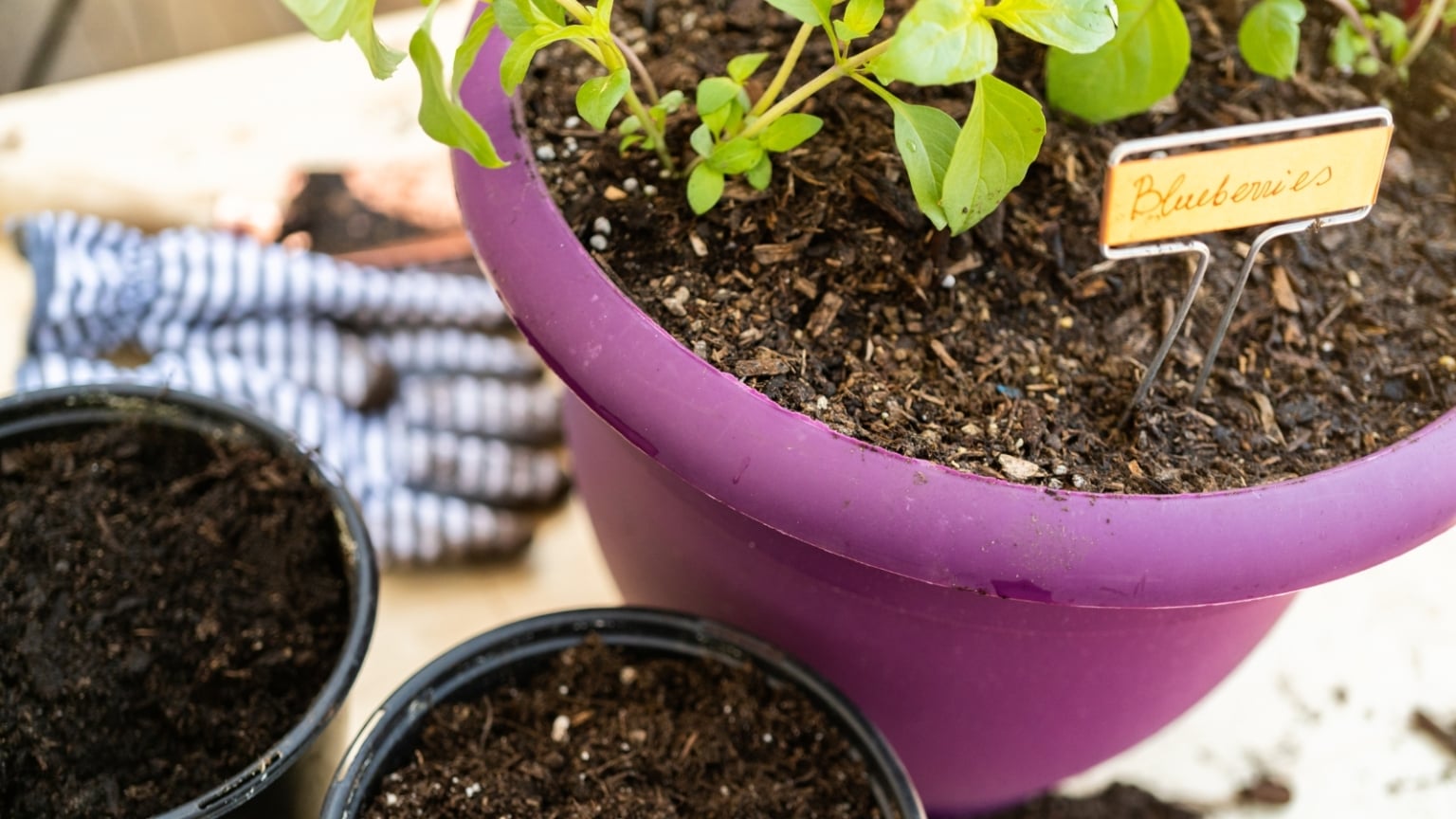 How to Use Azomite in the Garden