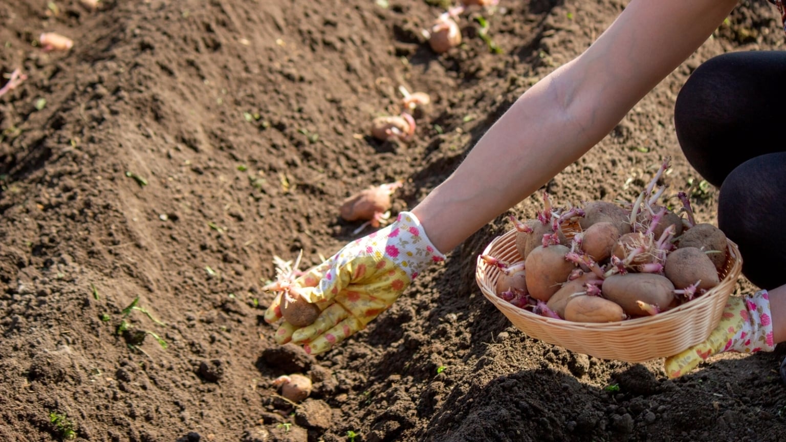 9 Tips for Planting Potatoes This Season