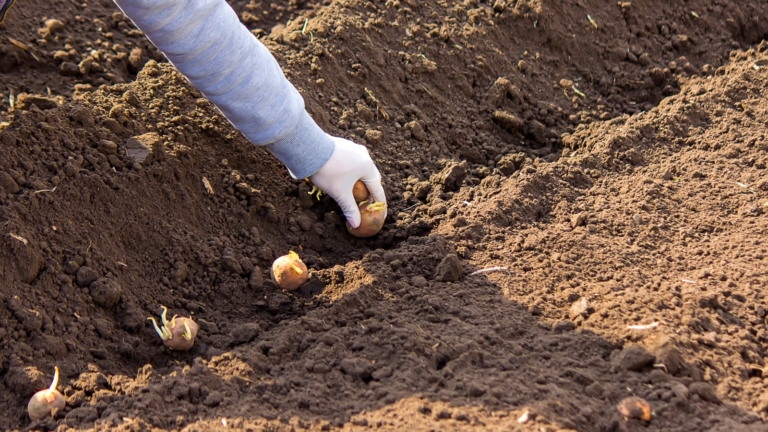 9 Tips for Planting Potatoes This Season