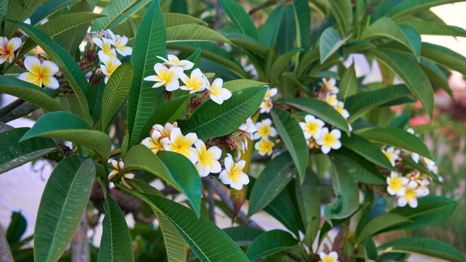 15 Evergreen Shrubs With Fragrant Flowers