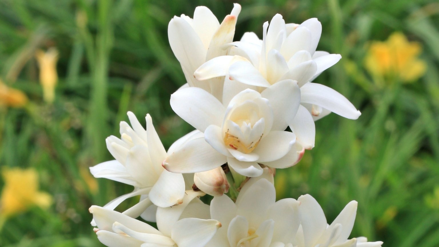 How to Plant, Grow, and Care For Tuberose