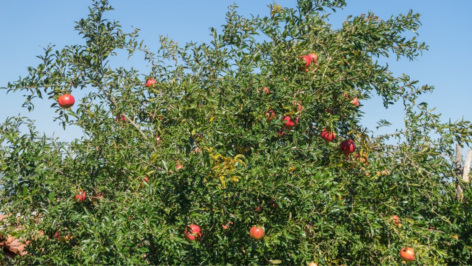 How to Plant, Grow, and Care for 'Texas Pink' Pomegranate