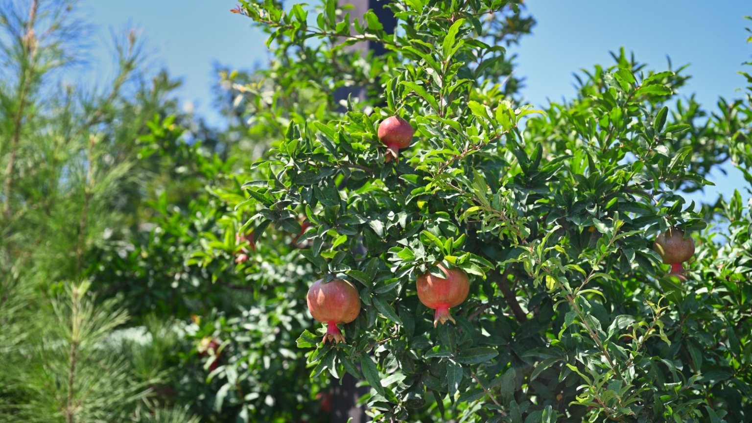 How to Plant, Grow, and Care for 'Wonderful' Pomegranate