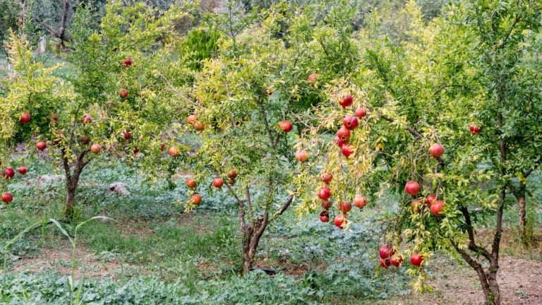 How to Plant, Grow, and Care for 'Wonderful' Pomegranate