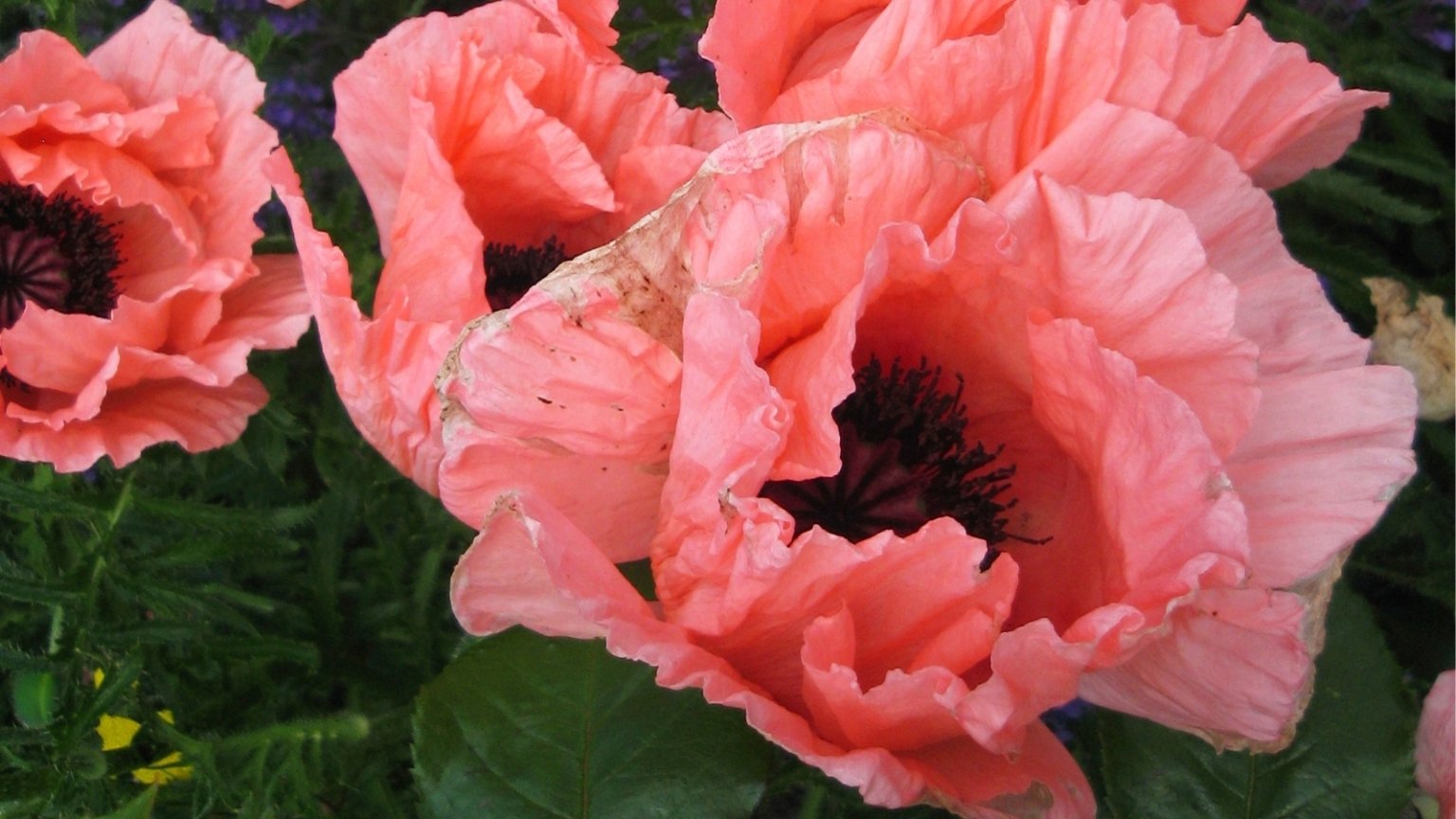 31 Beautiful Poppy Varieties for Your Garden