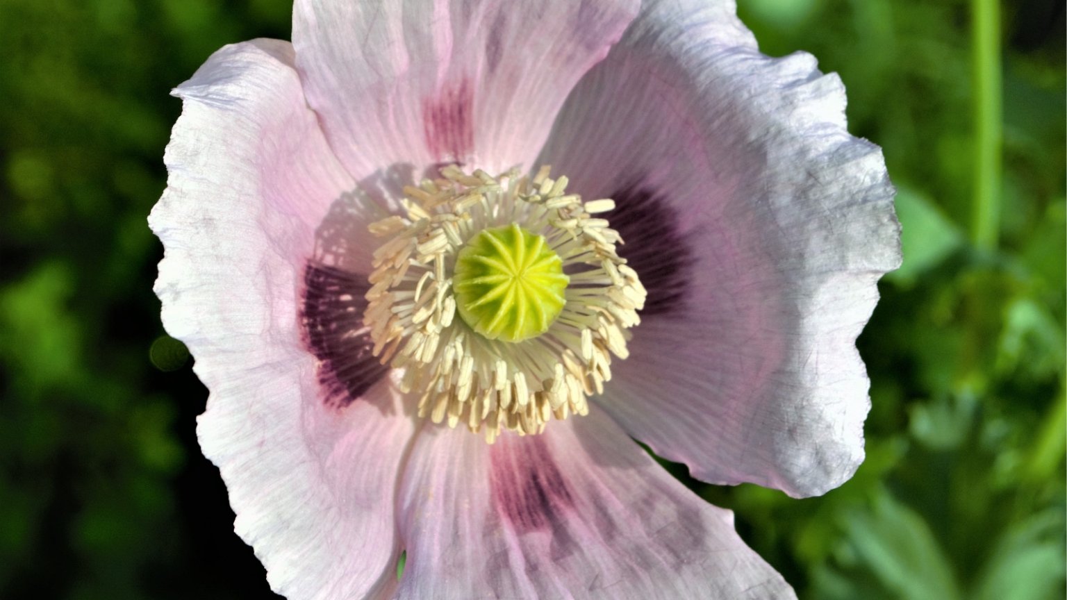 31 Beautiful Poppy Varieties for Your Garden