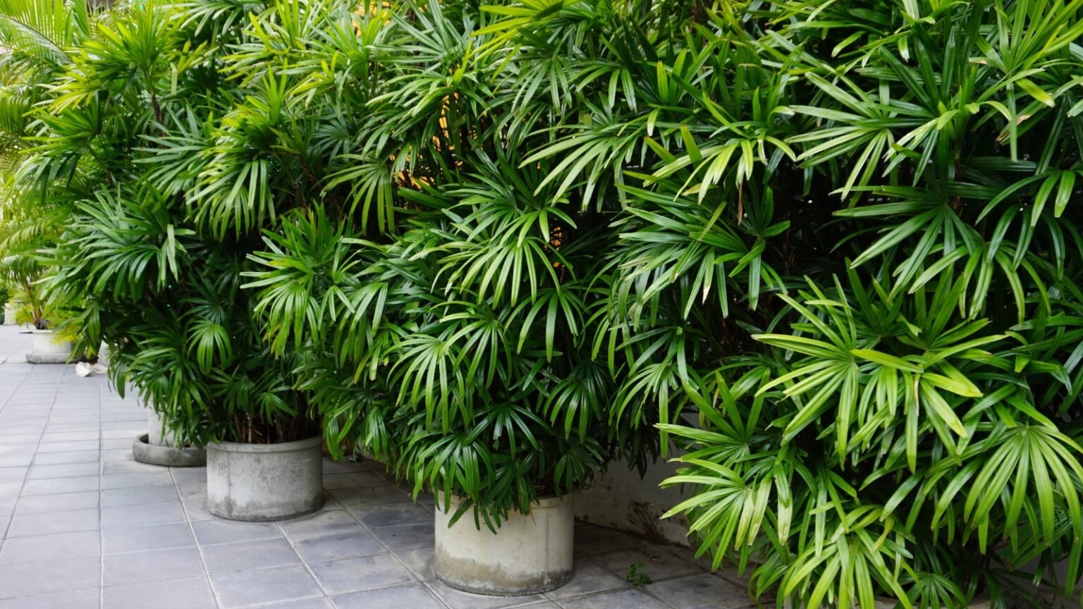 How to Plant, Grow, and Care for Lady Palm (Rhapis excelsa)