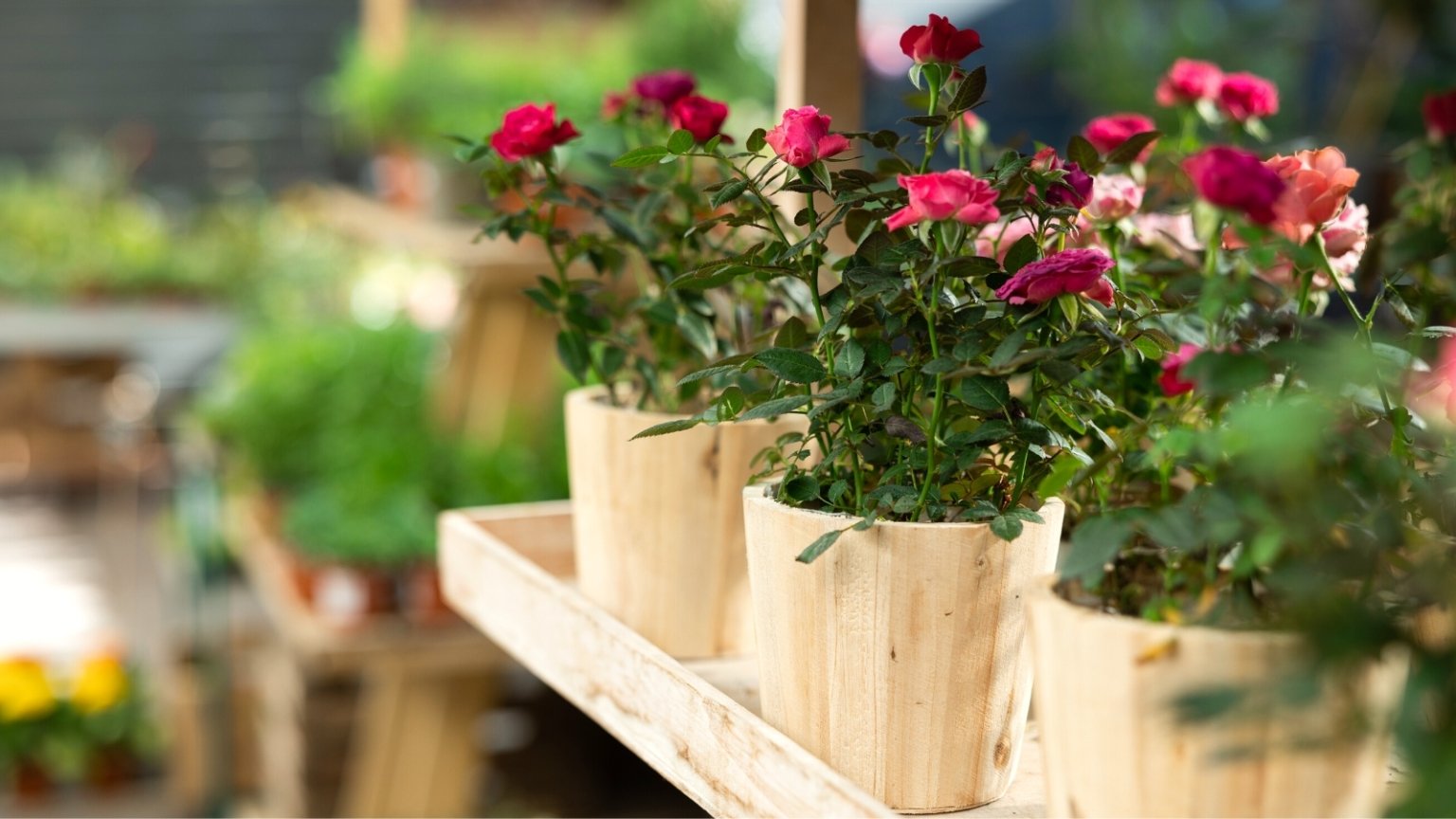 How to Plant, Grow, and Care for Floribunda Roses
