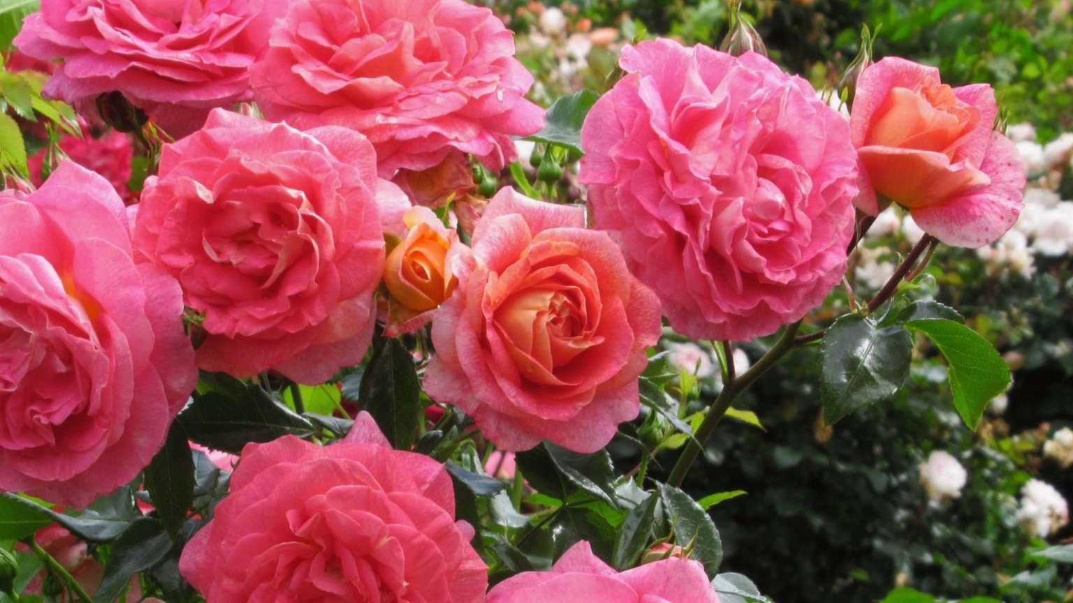 15 Recommended Floribunda Rose Varieties for the Home Garden