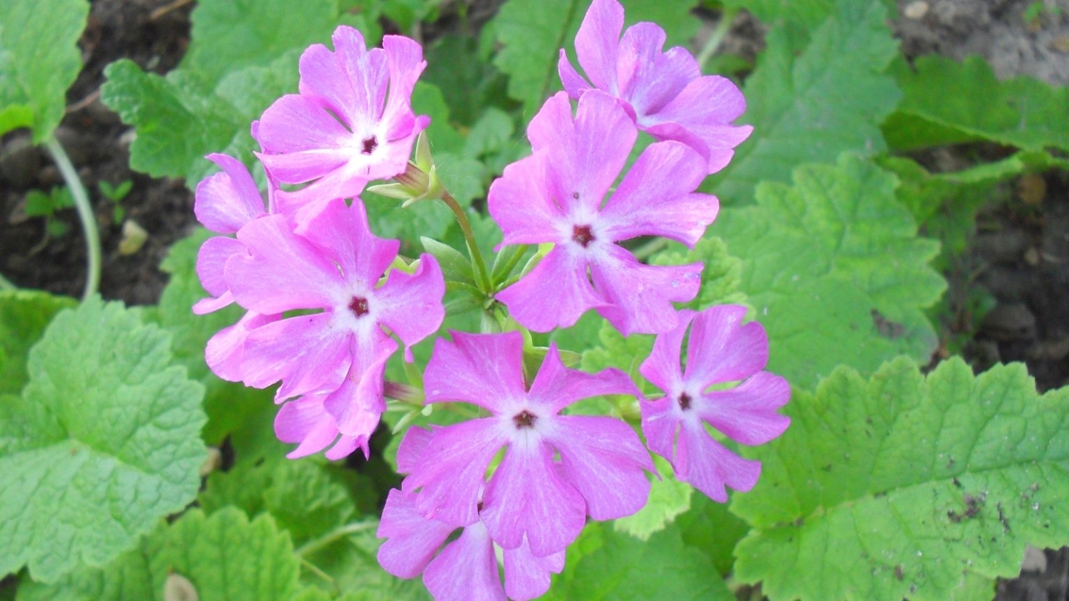 21 Native Wildflowers For Florida Gardens