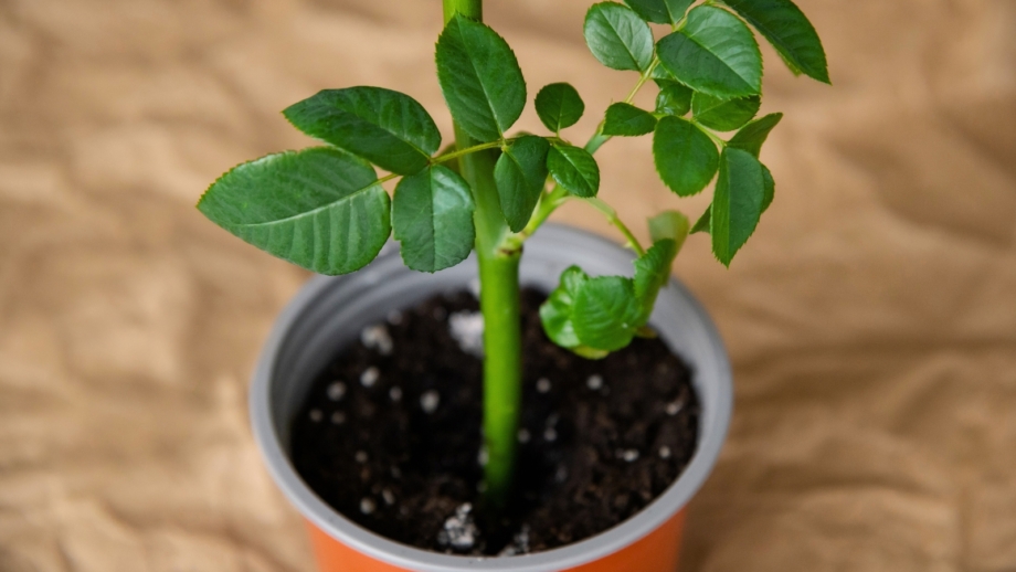 How to Plant, Grow, and Care for Madame Ernest Calvat Roses
