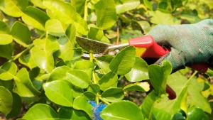 How to Plant, Grow, and Care for Dwarf Lime Trees
