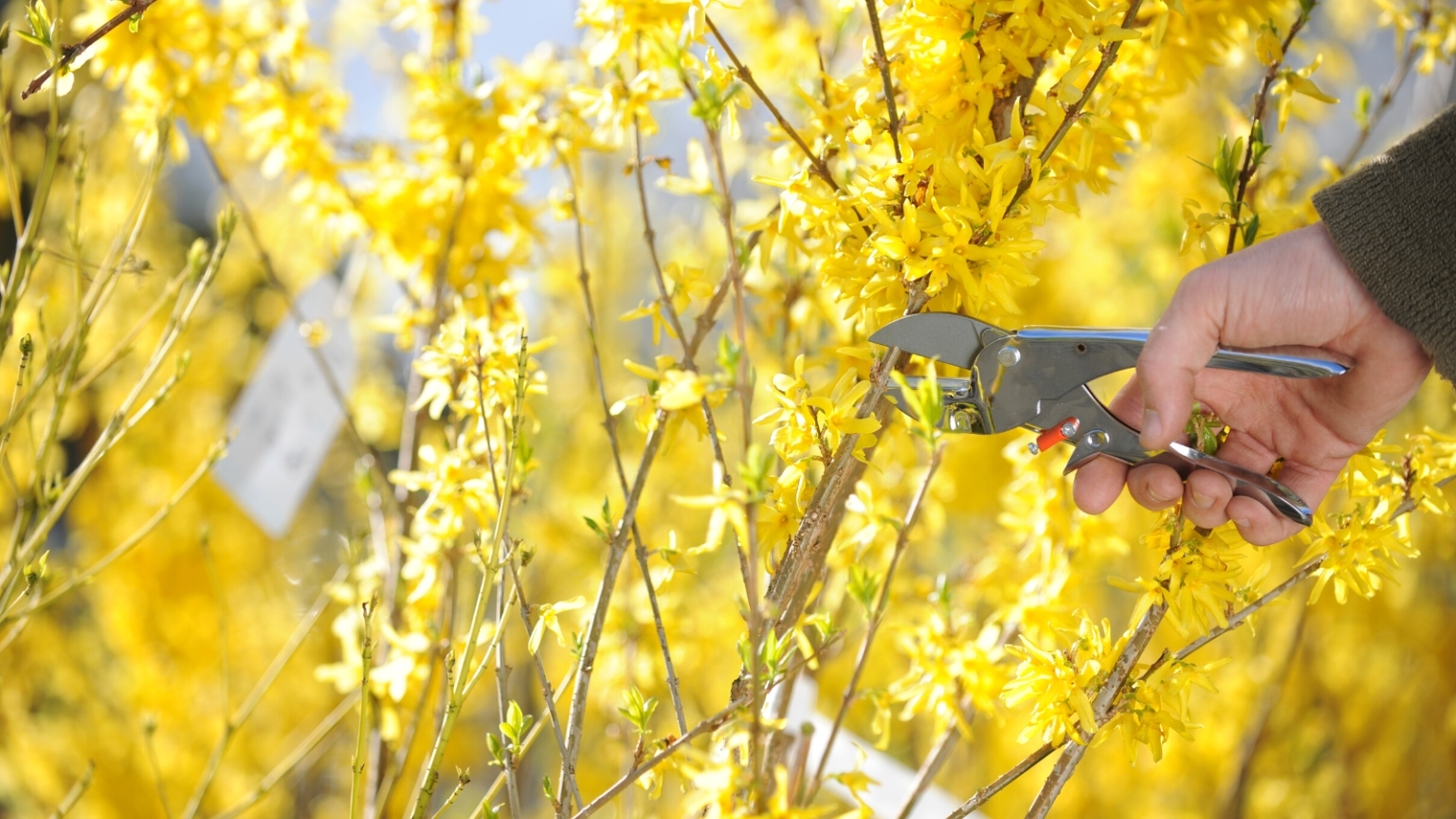 13 Gardening Tasks to Do in May