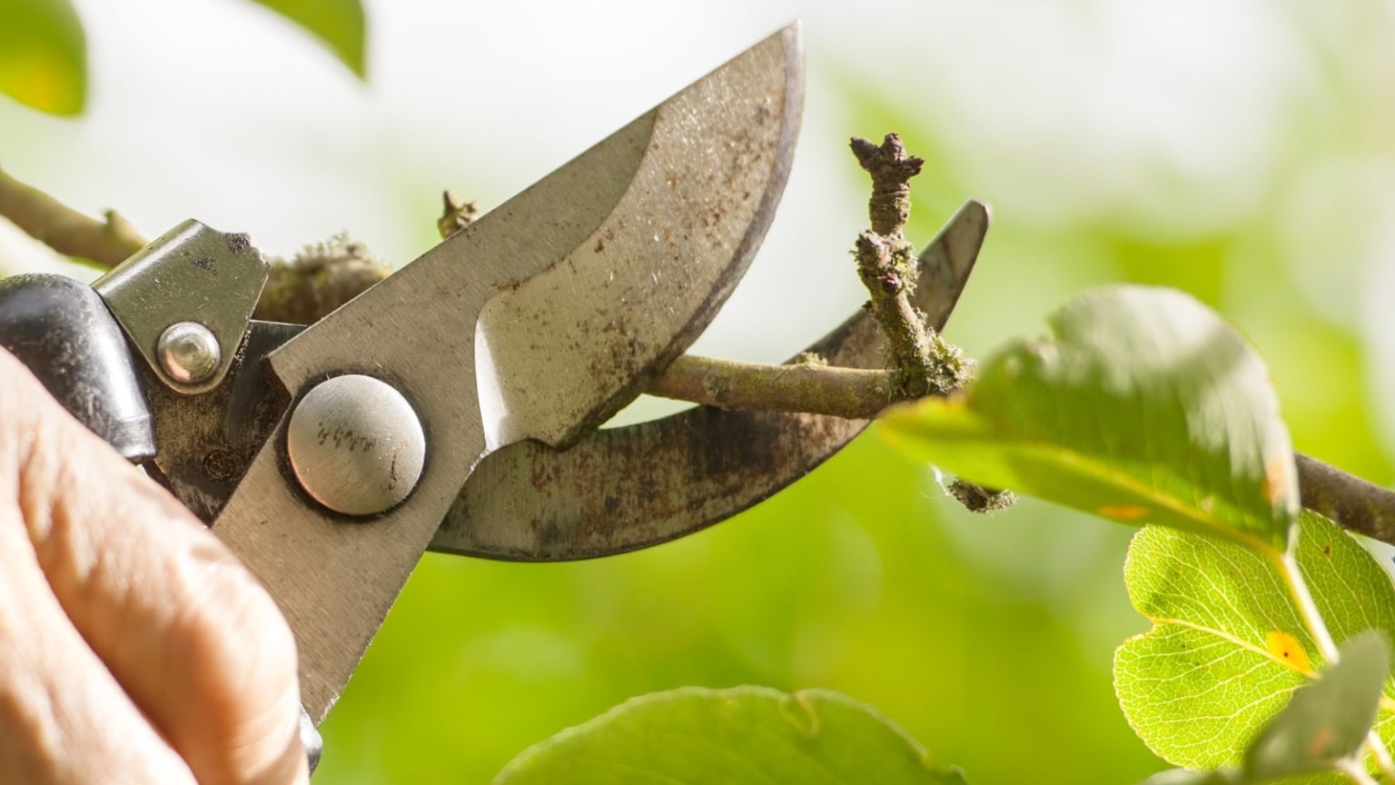 How to Plant, Grow, and Care for Macadamia Nut Tree