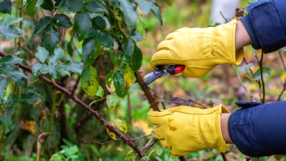 How to Train Climbing Roses