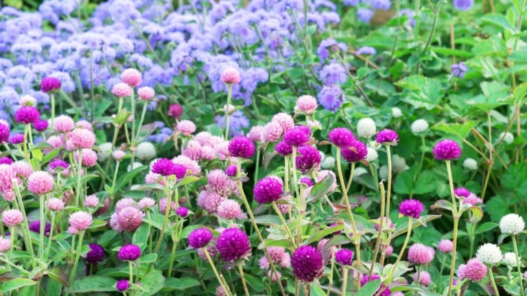19 Beautiful Varieties of Gomphrena: Globe Amaranth