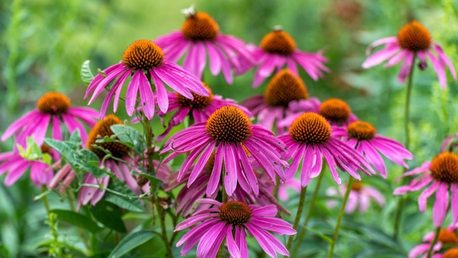 21 Best Flowers To Plant in Your Vegetable Garden
