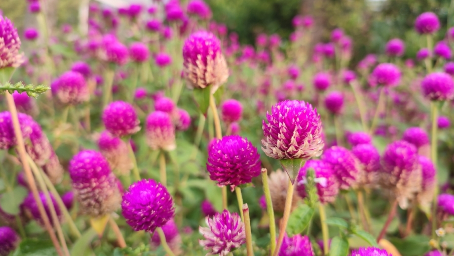 19 Beautiful Varieties of Gomphrena: Globe Amaranth