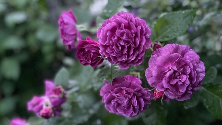 15 Recommended Floribunda Rose Varieties for the Home Garden