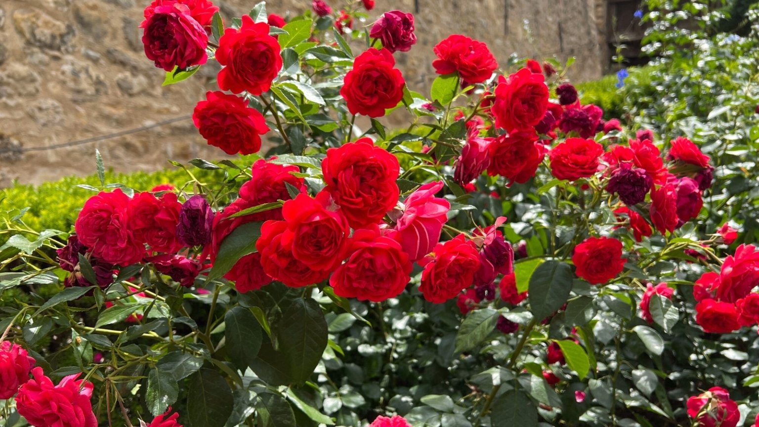 How to Plant, Grow, and Care for Floribunda Roses