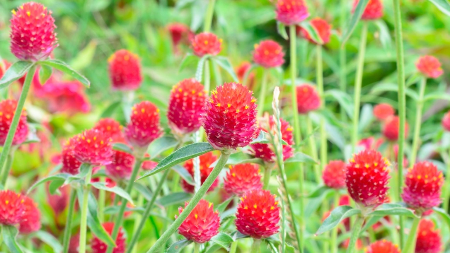19 Beautiful Varieties of Gomphrena: Globe Amaranth