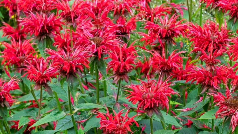 19 Perfect Perennials For Hardiness Zone 4