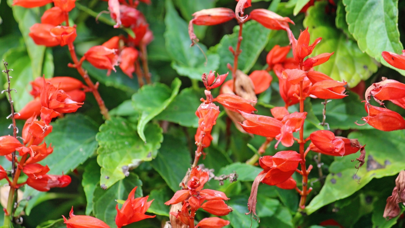 21 Native Wildflowers For Florida Gardens