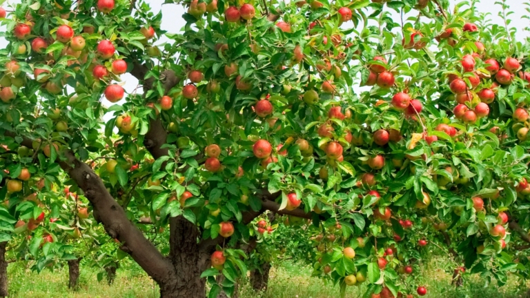 15 Trees to Plant This Arbor Day
