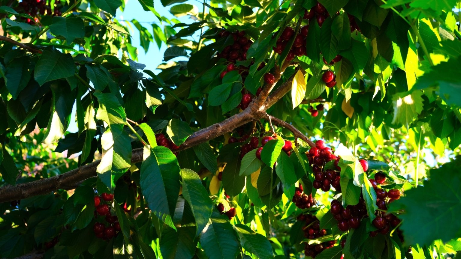 How and When to Pick Cherries