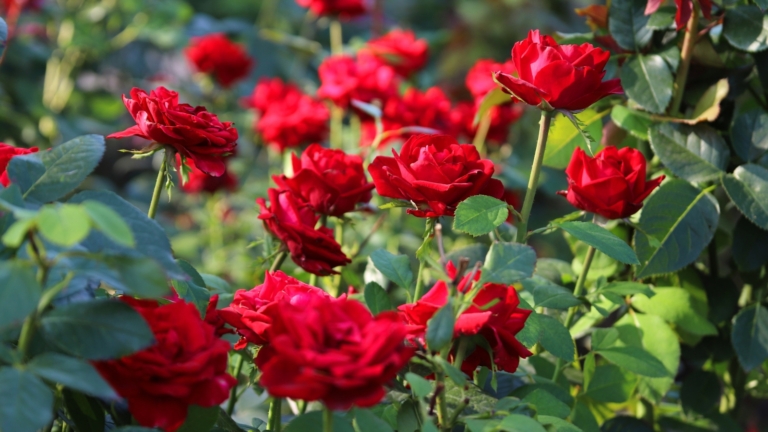 15 Beautiful Plants for Mass Planting
